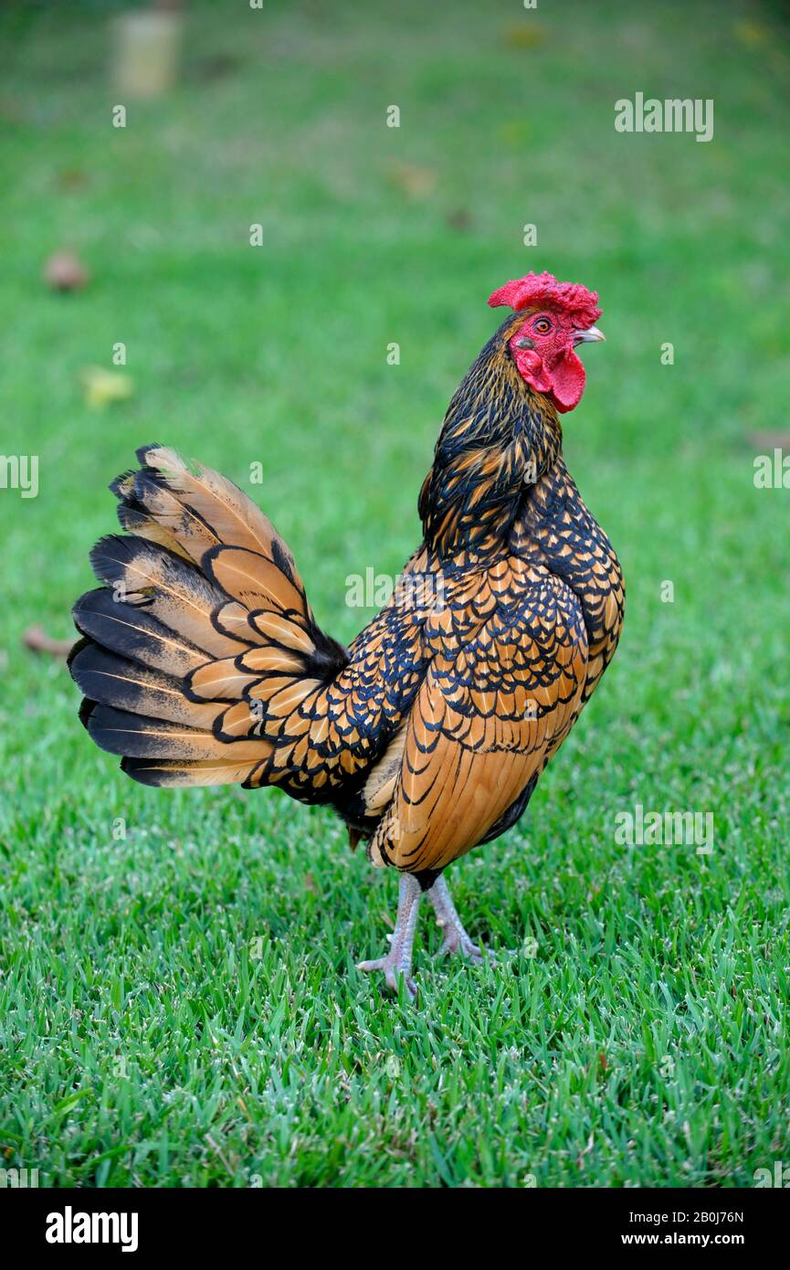 BRAZIL, SAO PAULO, SEBRIGHT BANTAM ROOSTER Stock Photo - Alamy