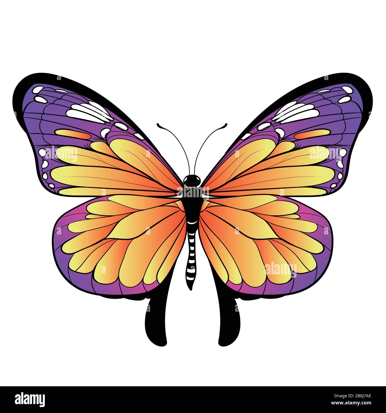colourful butterfly on white background Vector illustration Stock ...