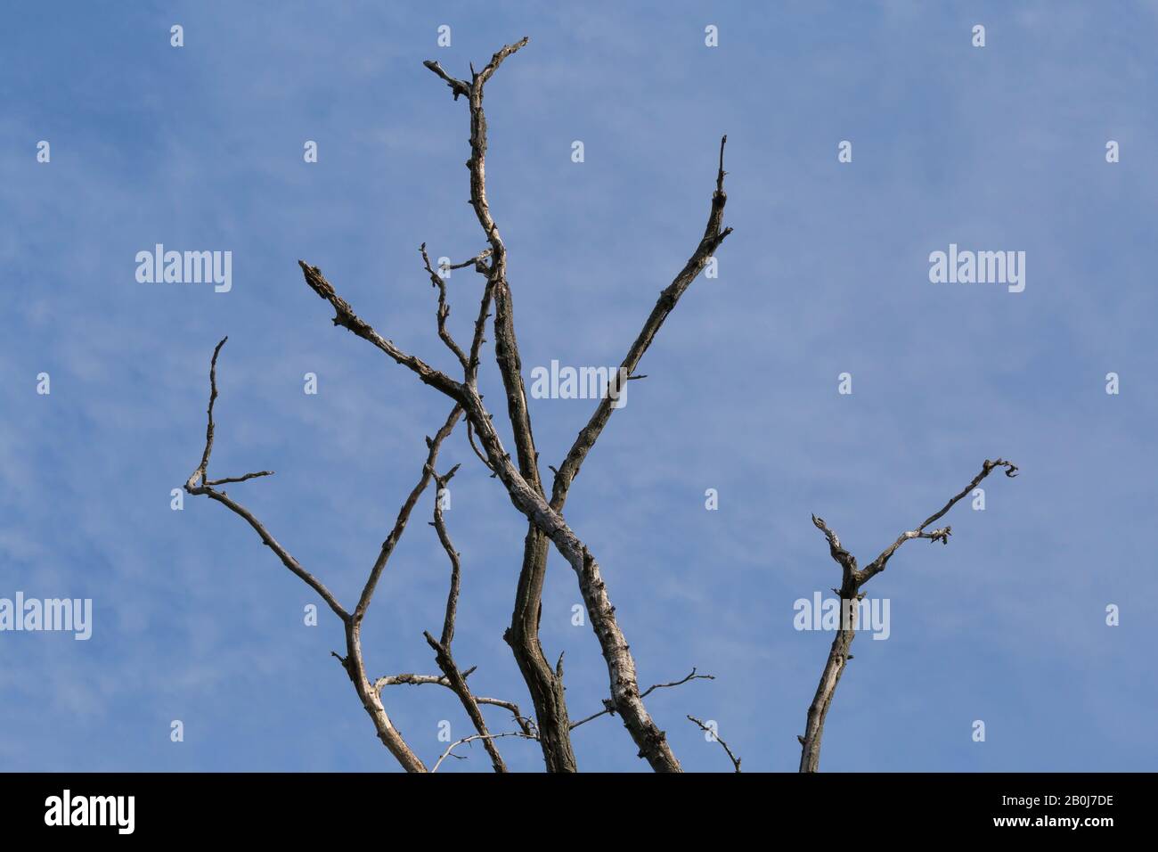 dry branches of tree against blue sky Stock Photo - Alamy
