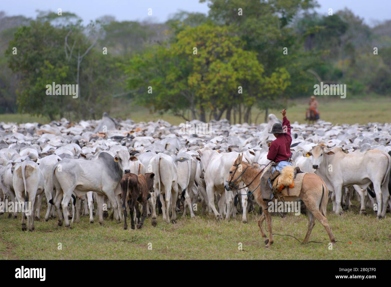 Cattle round up hi-res stock photography and images - Alamy