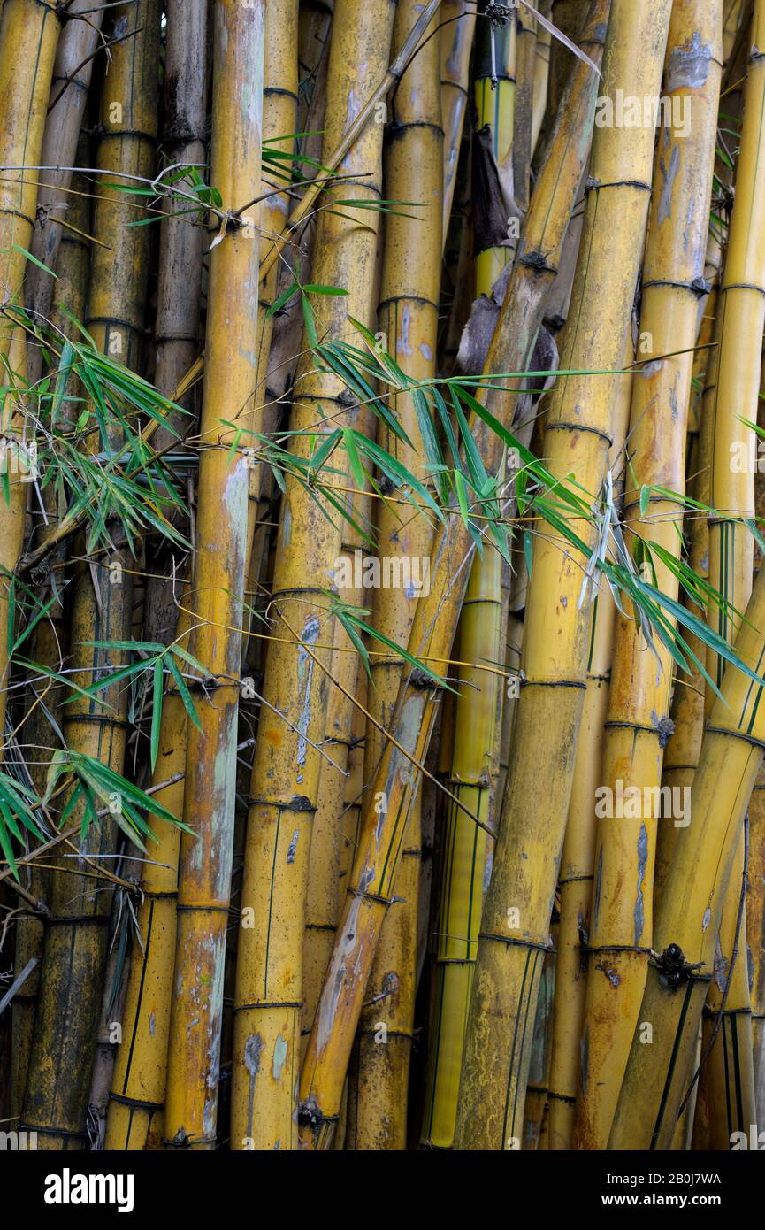 Costa rican bamboo hi-res stock photography and images - Alamy
