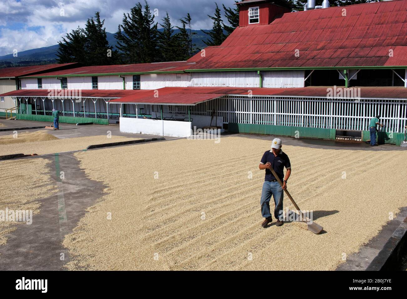 COSTA RICA, ALAJUELA, DOKA ESTATE, COFFEE PLANTATION, WORKERS TURNING ...