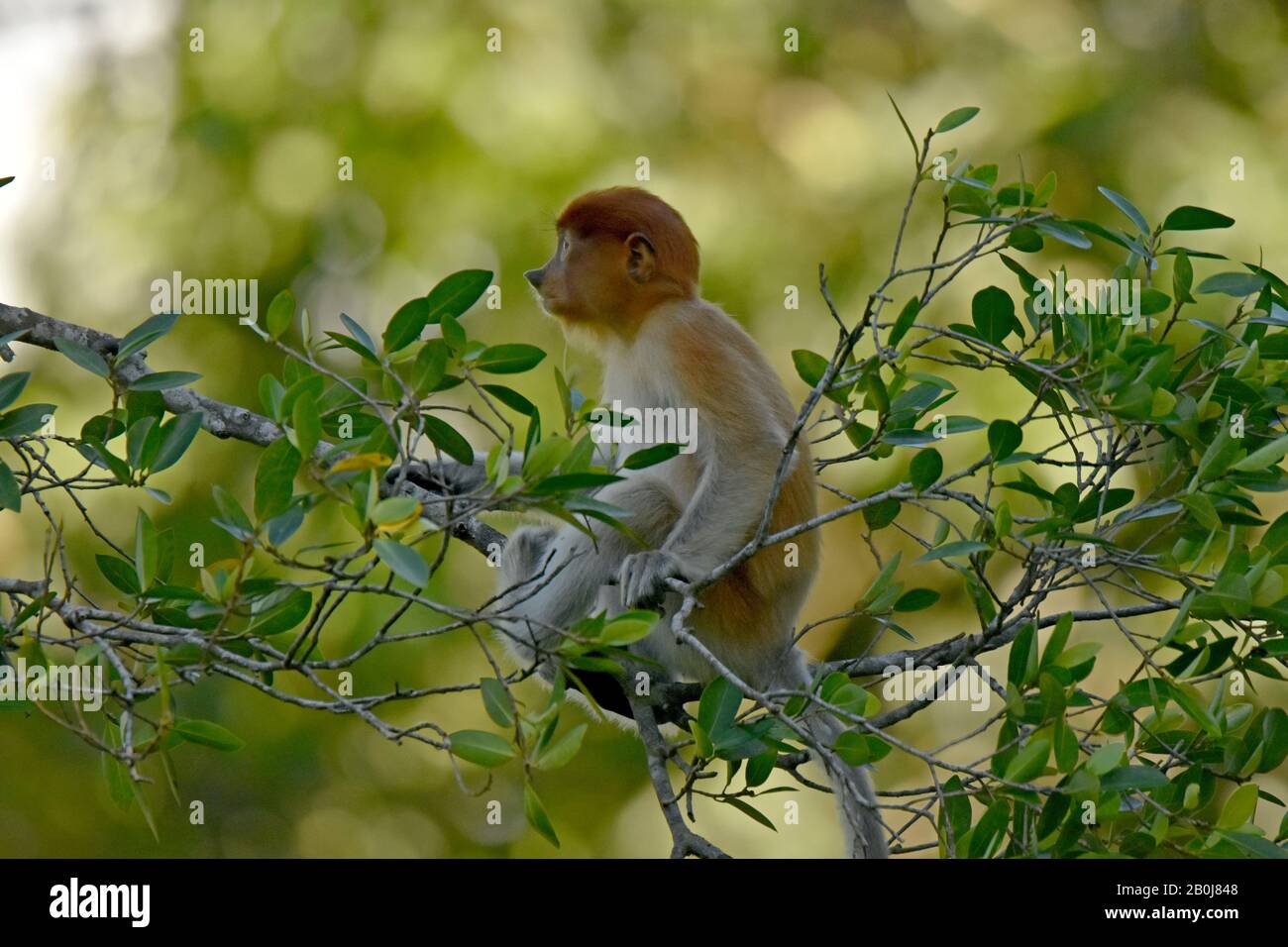 Proboscis Monkey Brunei High Resolution Stock Photography and Images ...