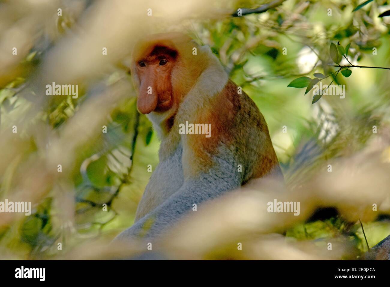 Male proboscis monkey, Nasalis larvatus, Bandar Seri Begawan, Brunei ...
