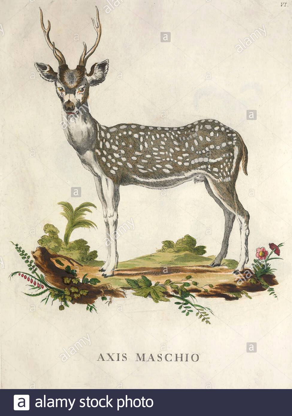 Chital Stag, vintage colour illustration from 1771 Stock Photo - Alamy