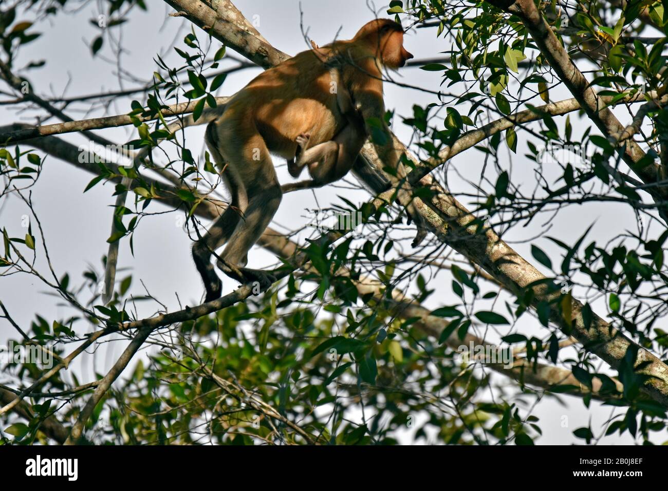 Female proboscis monkey with a pup, Nasalis larvatus, Bandar Seri ...