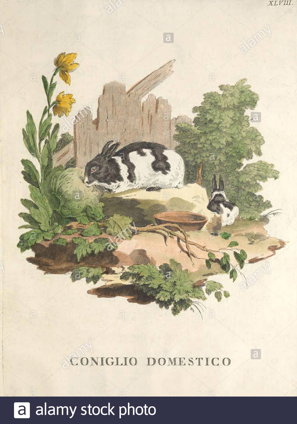 Vintage rabbit drawing hi-res stock photography and images - Alamy