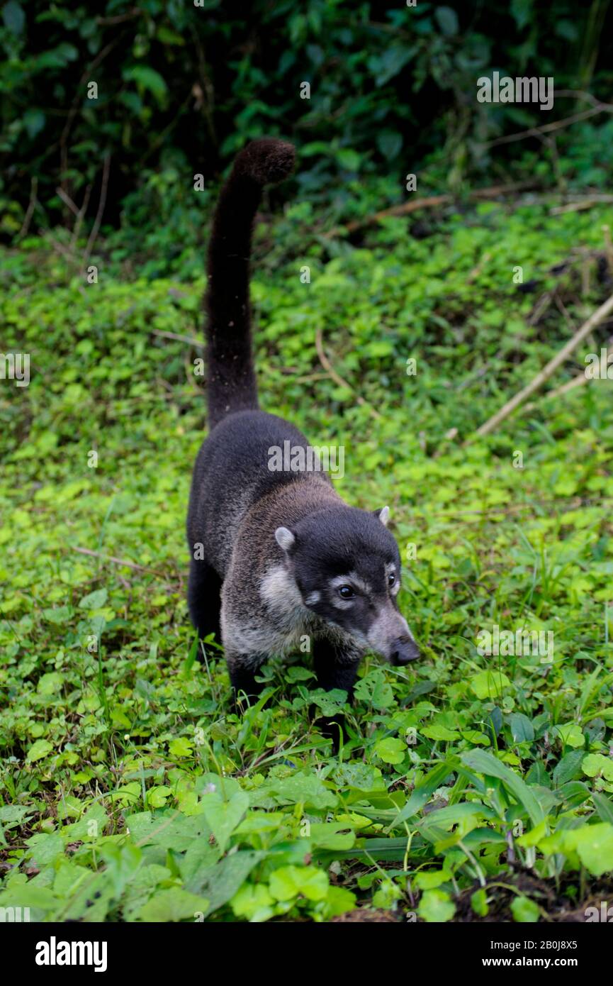 COSTA RICA, NEAR ARENAL, WHITE-NOSED COATIMUNDI Nasua narica Stock ...