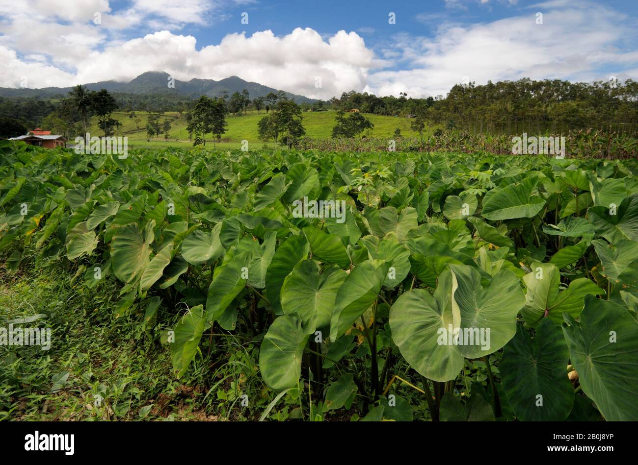 American taro hi-res stock photography and images - Alamy
