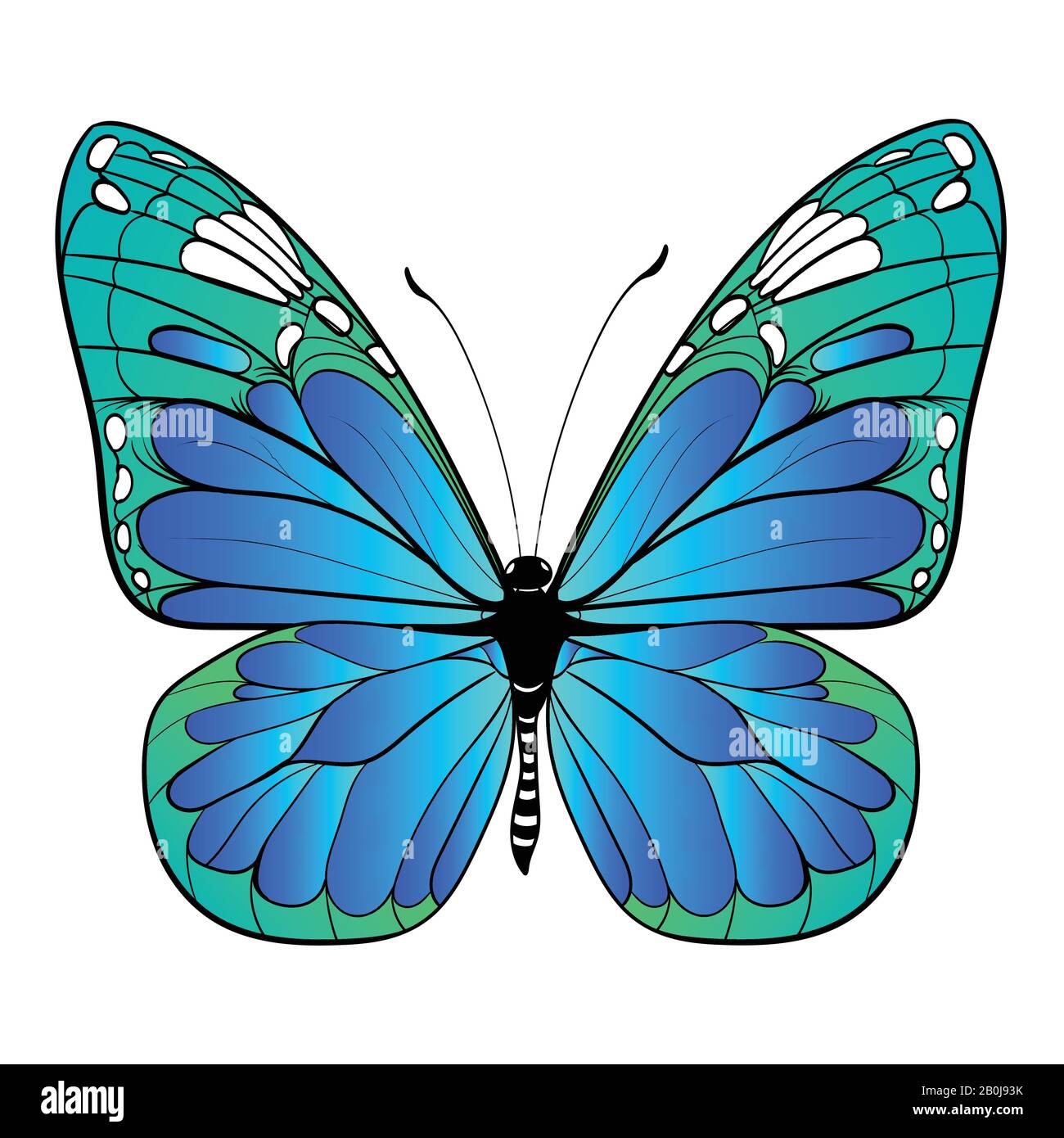 colourful butterfly on white background Vector illustration Stock ...