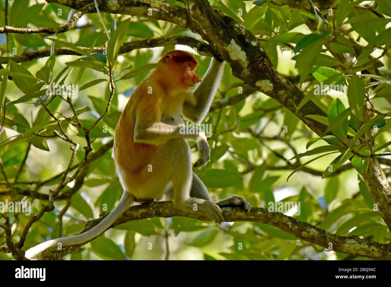 Female proboscis monkey hi-res stock photography and images - Alamy