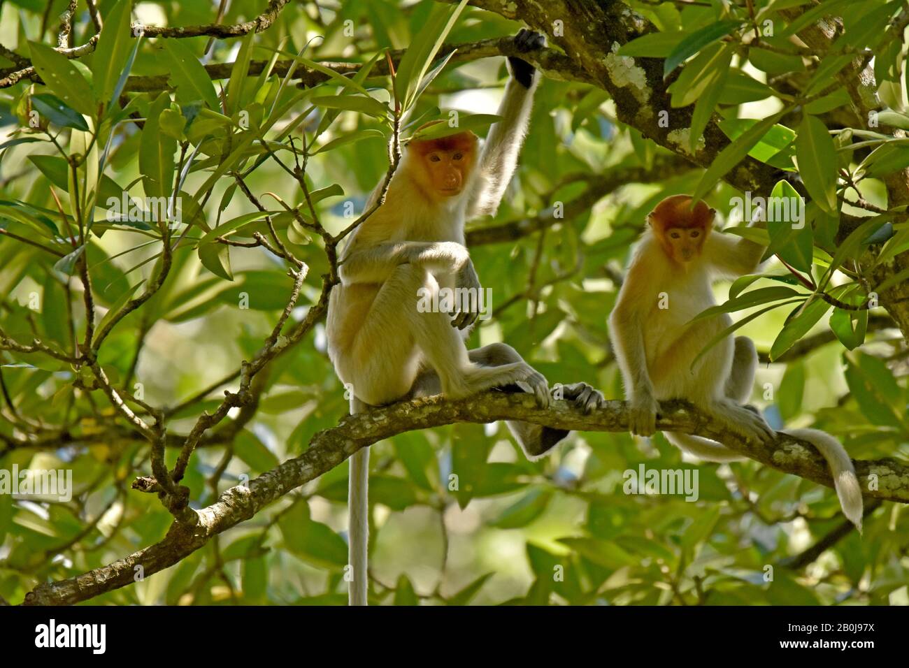 Juvenile proboscis monkey, Nasalis larvatus, Bandar Seri Begawan ...