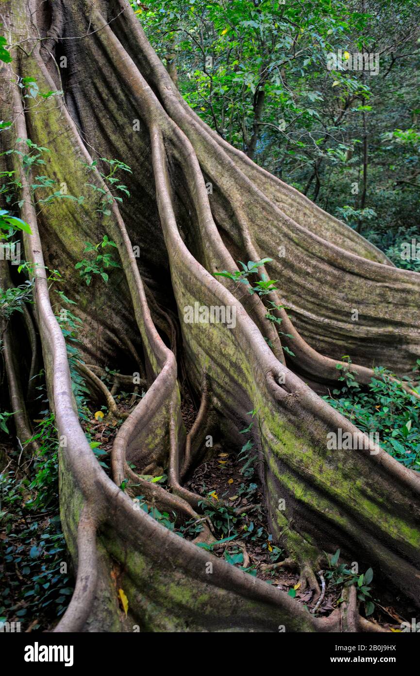 Rainforest buttress roots hi-res stock photography and images - Alamy