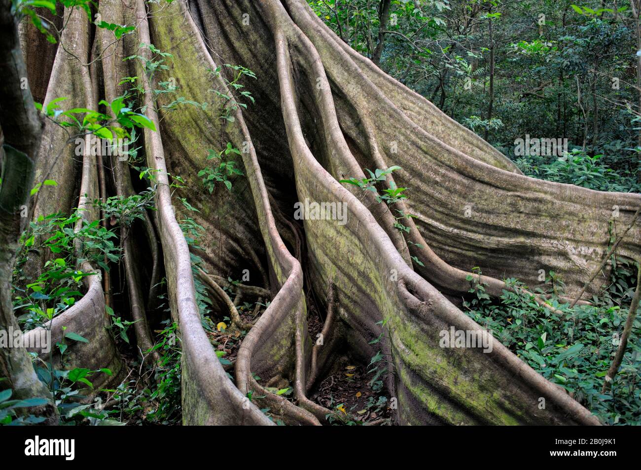 Buttress Roots Tropical Rainforest