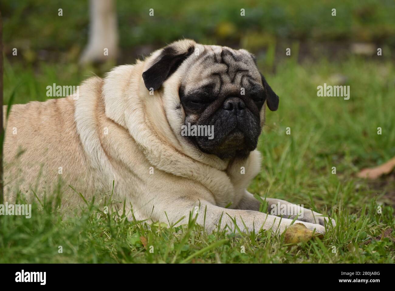 Perro plano hi-res stock photography and images - Alamy