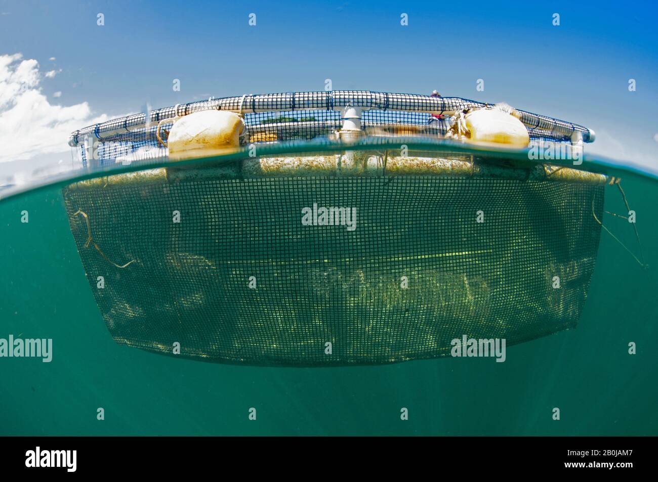 Fish pan for rabbitfish aquaculture, Pohnpei, Federated States of ...