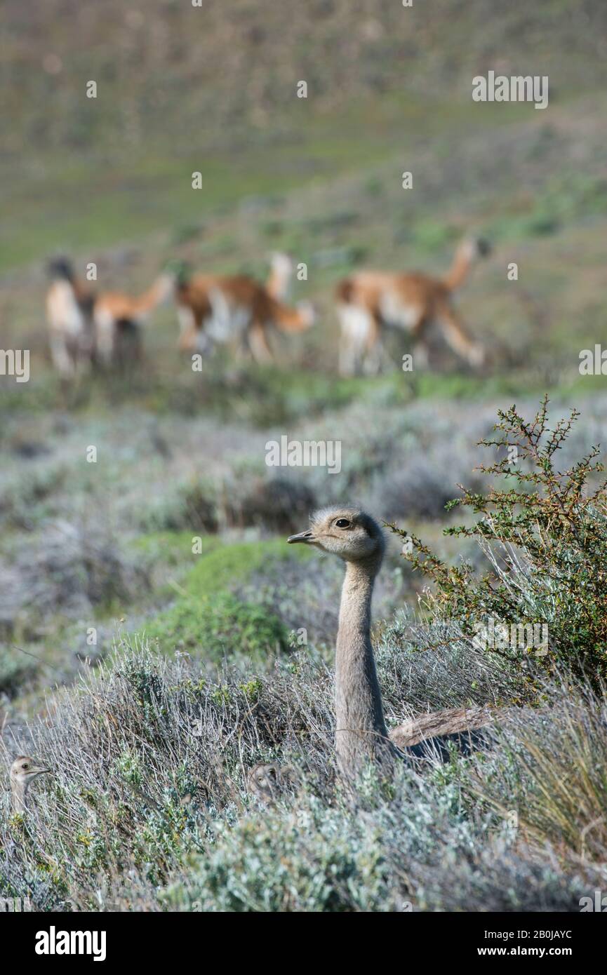 Darwin's Rhea (Rhea pennata) male resting in Torres del Paine National ...