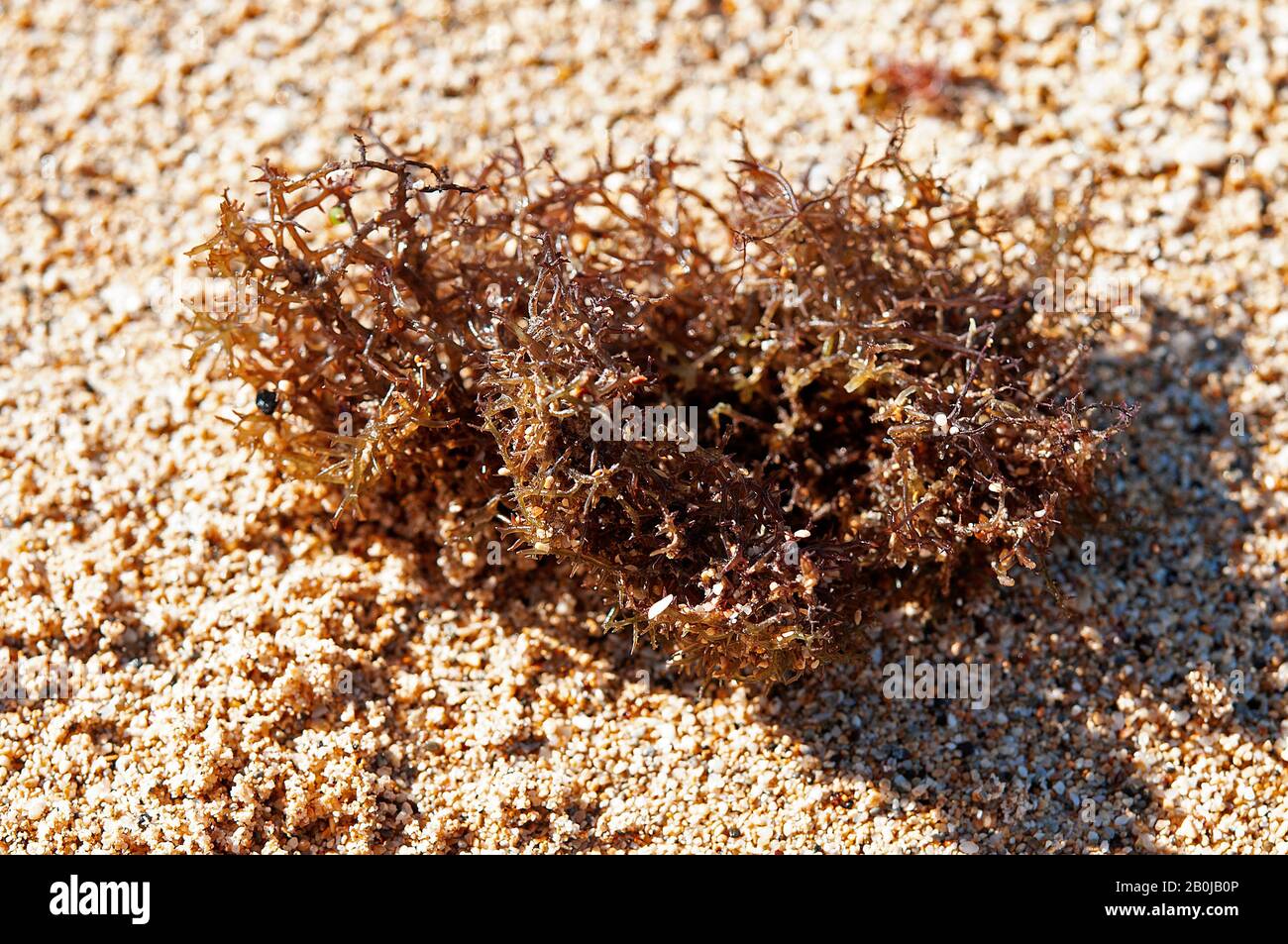 Limu island hi-res stock photography and images - Alamy