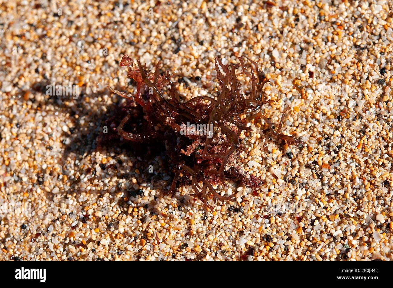 Brown algae or limu over the sand, Sand Island Beach, Honolulu, Oahu ...