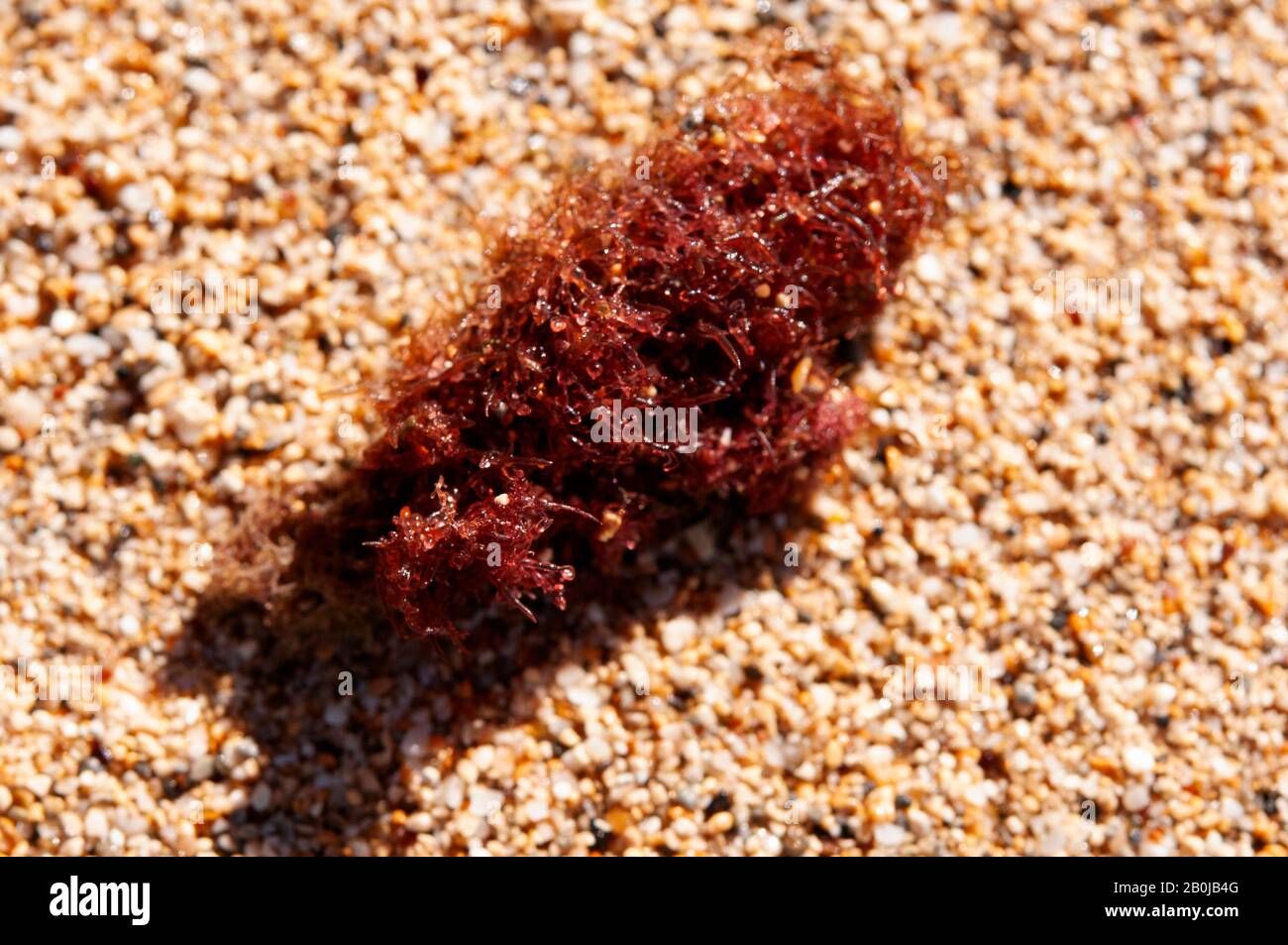 Limu island hi-res stock photography and images - Alamy