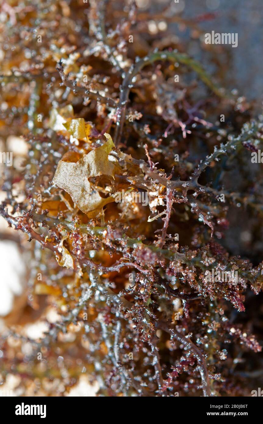 Brown algae or limu over the sand, Sand Island Beach, Honolulu, Oahu ...