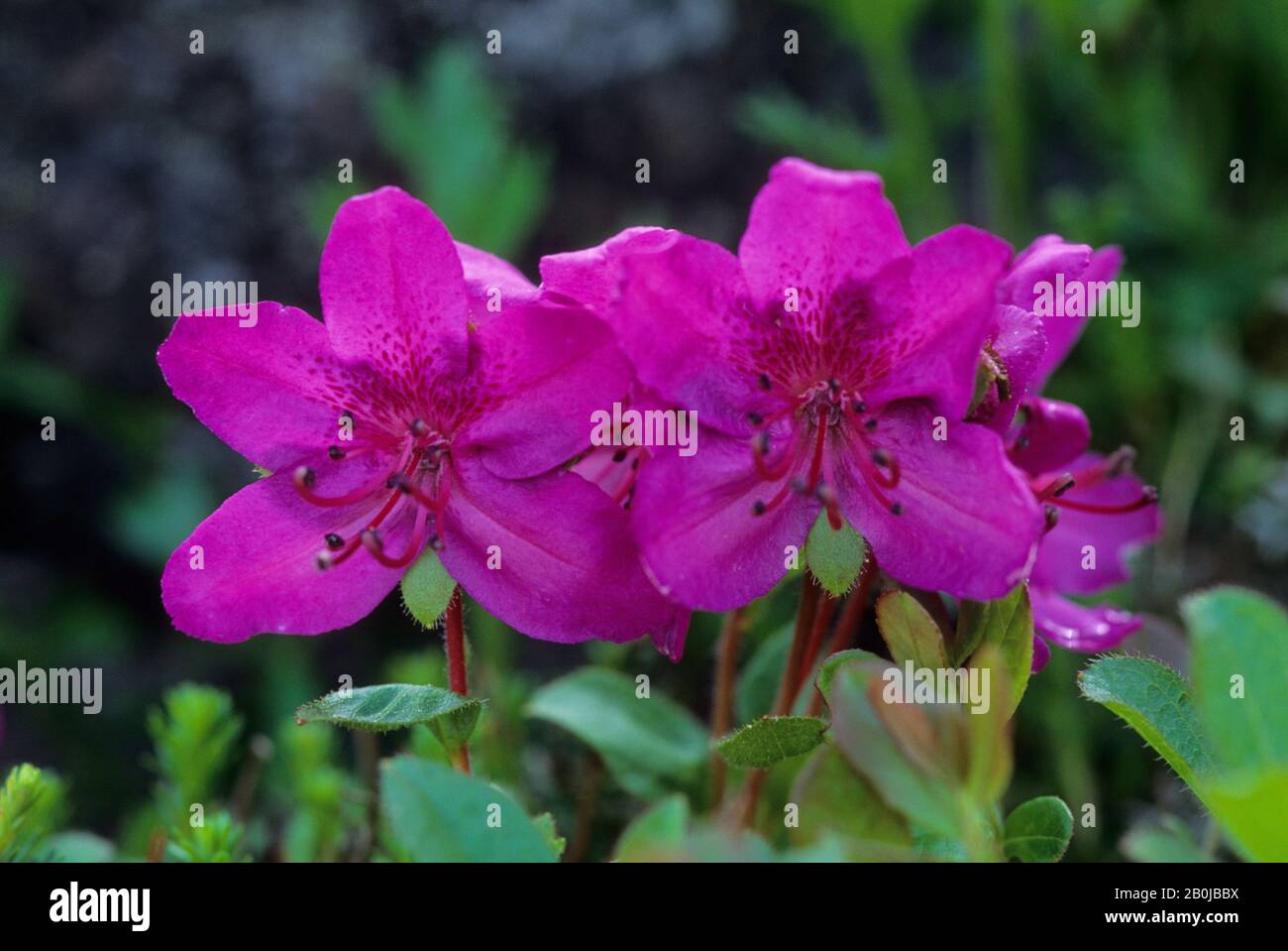 Magadan hi-res stock photography and images - Alamy