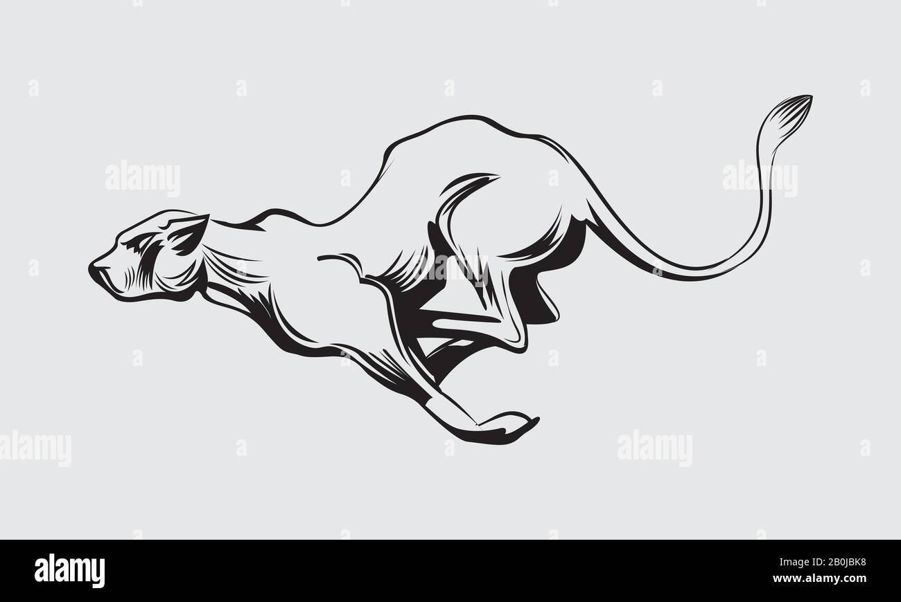 Tiger. Vector illustration of a big tiger jumping Stock Vector Image & Art - Alamy