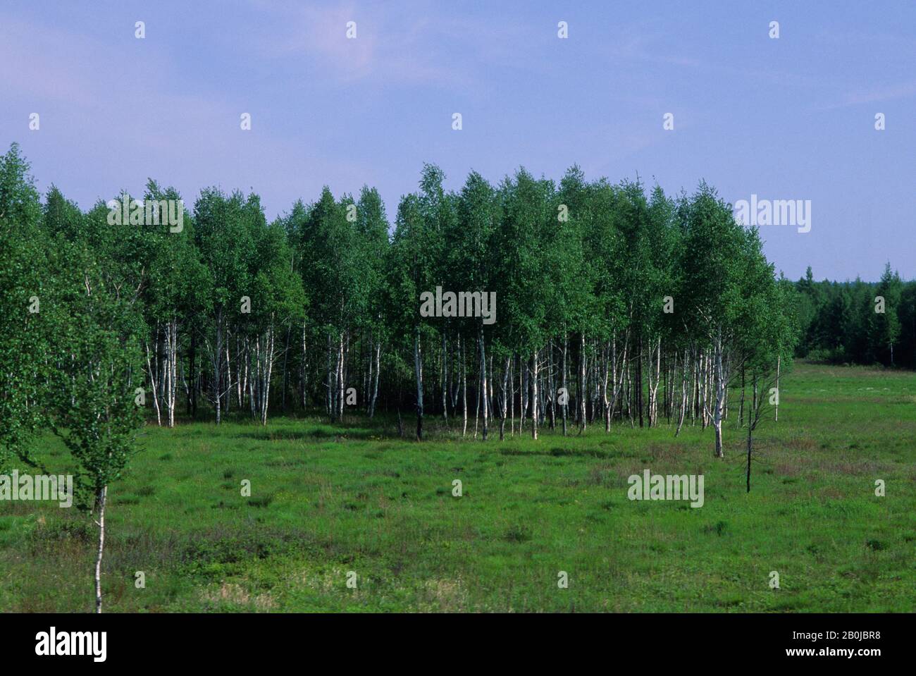 RUSSIA, SIBERIA NEAR MAGDAGACHI, TAIGA FOREST, LANDSCAPE WITH BIRCH ...
