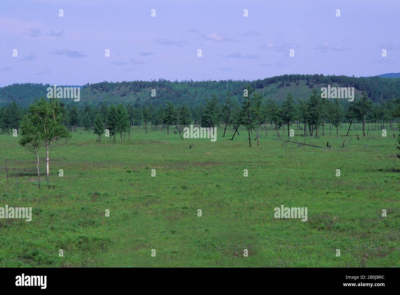 Siberian larch forest hi-res stock photography and images - Alamy