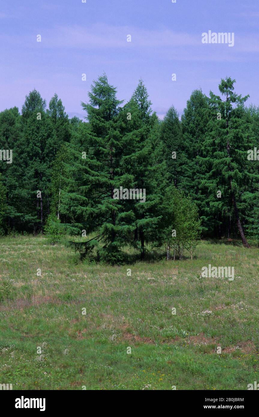 Siberian larch forest hi-res stock photography and images - Alamy