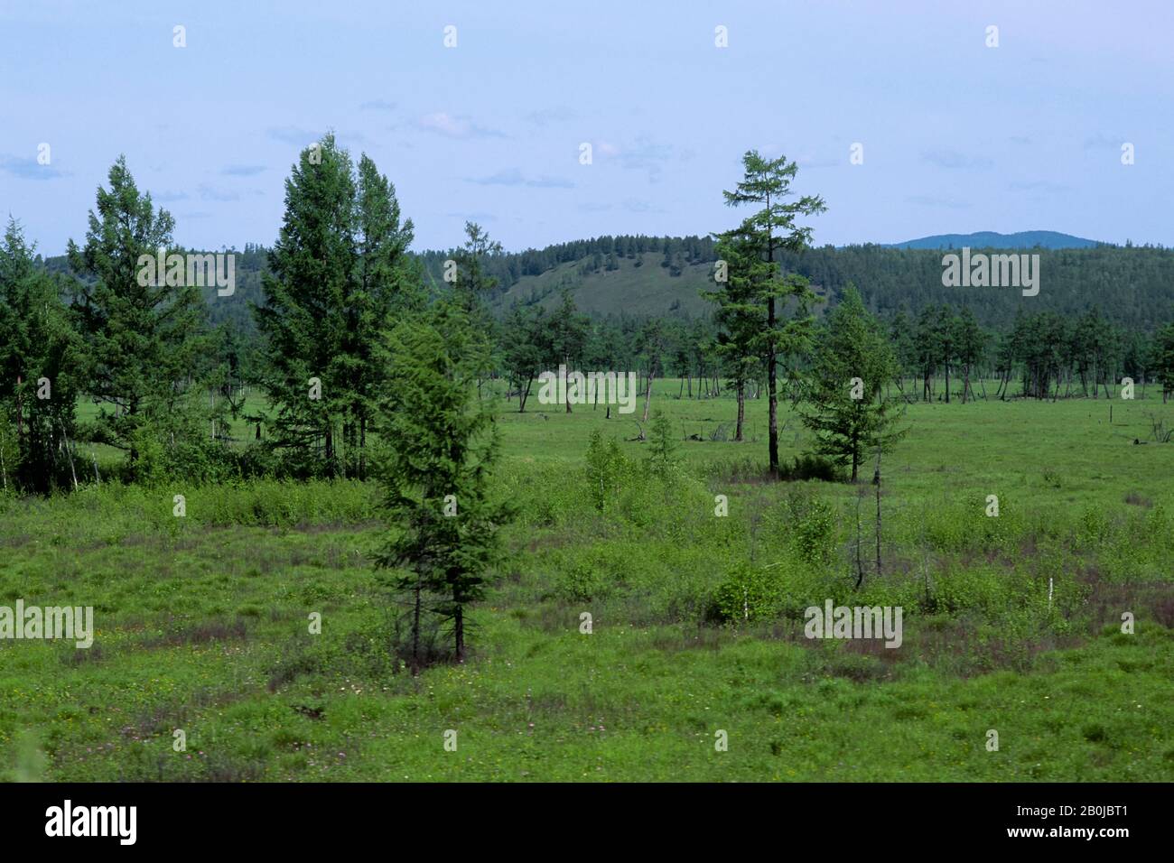 Russian forest landscape hi-res stock photography and images - Alamy