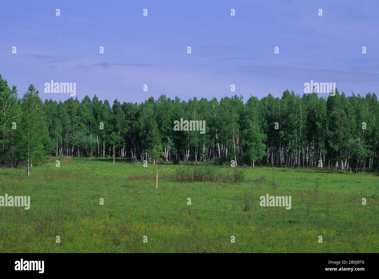 RUSSIA, SIBERIA NEAR MAGDAGACHI, TAIGA FOREST WITH BIRCH TREES Stock ...