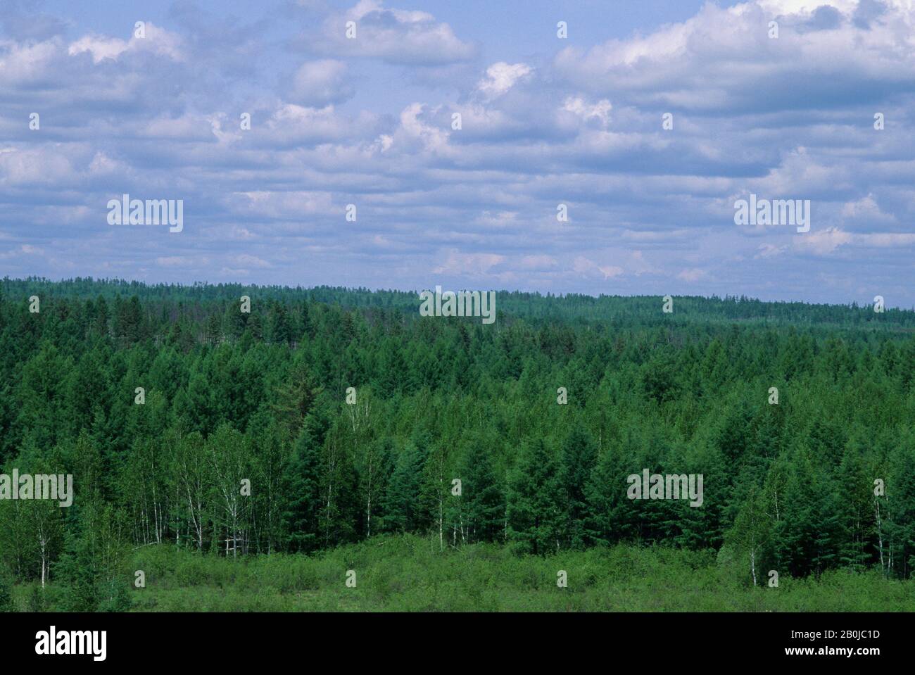 RUSSIA, SIBERIA NEAR URUSCHA, TAIGA FOREST WITH LARCH AND BIRCH TREES ...