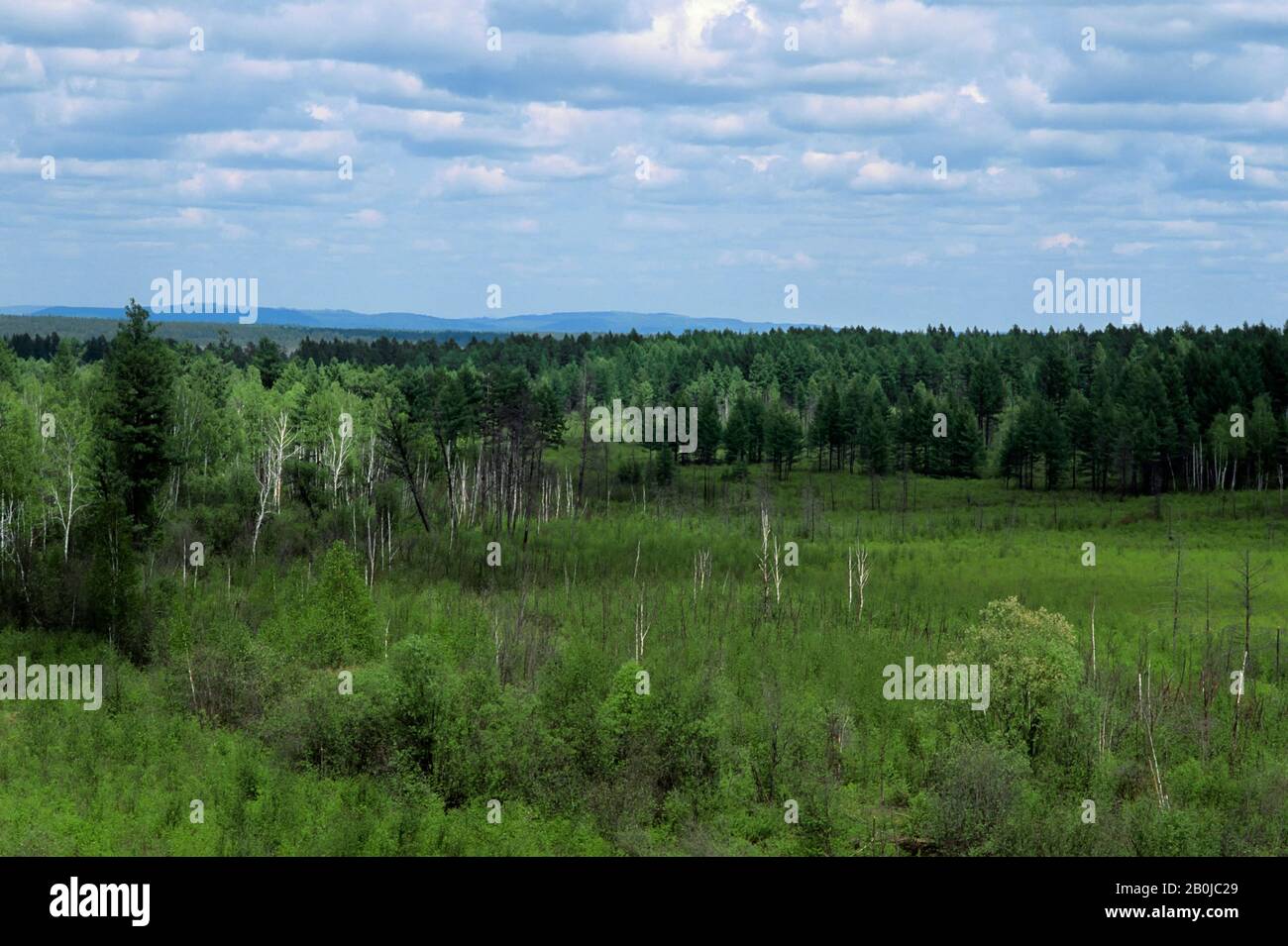 RUSSIA, SIBERIA NEAR URUSCHA, LANDSCAPE Stock Photo - Alamy