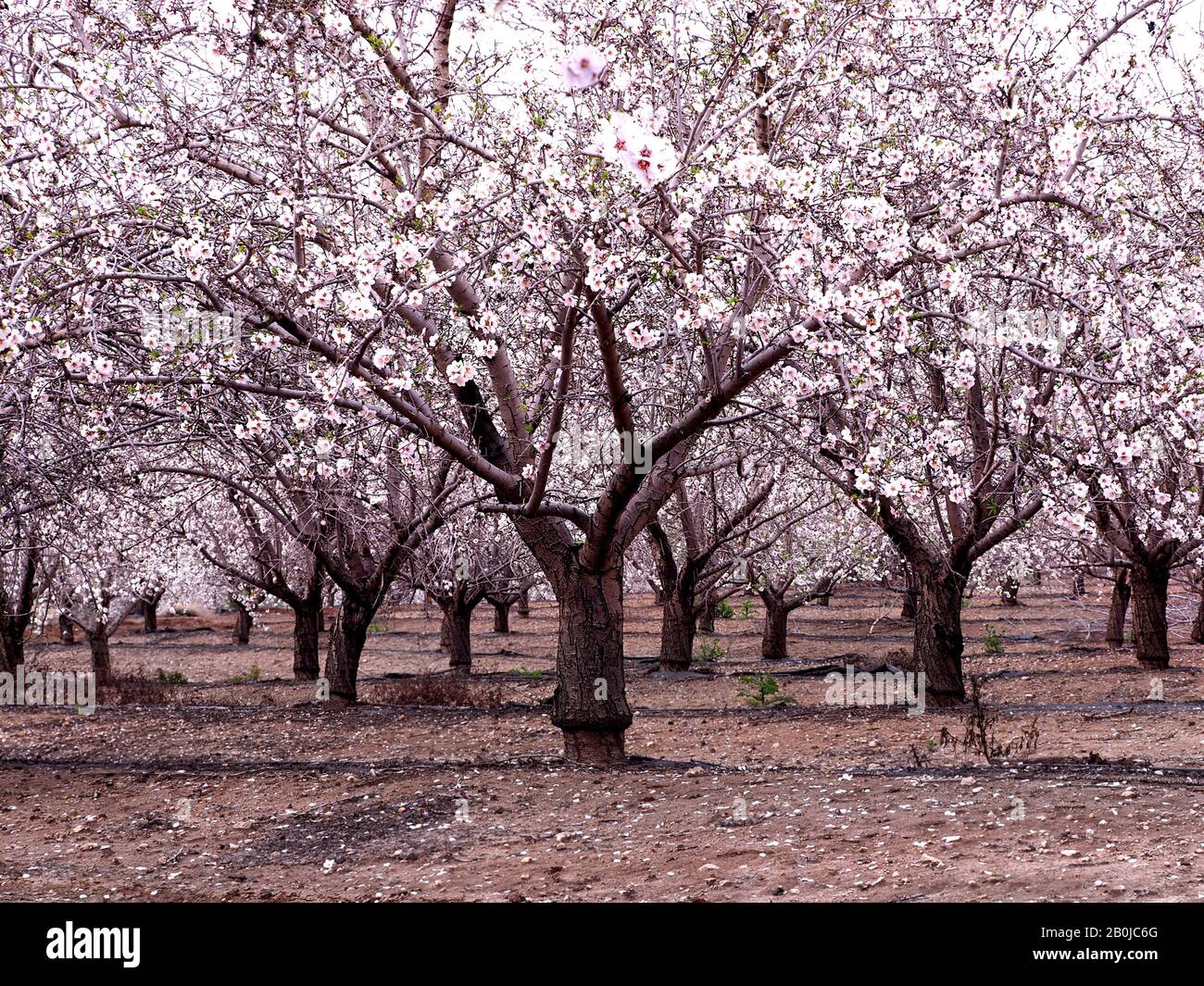 Beautiful pink flowering almond trees on a plantation Stock Photo - Alamy
