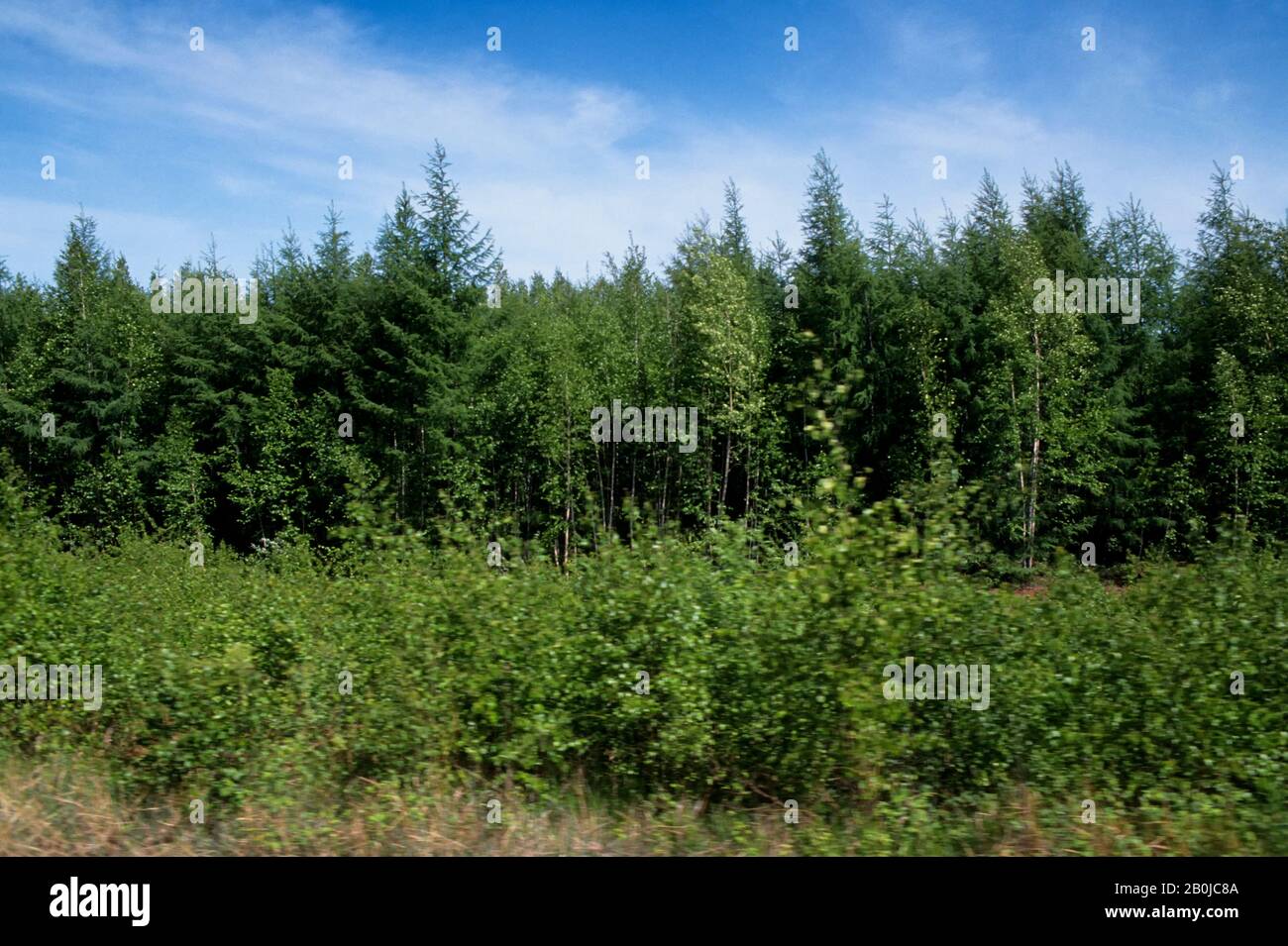 RUSSIA, SIBERIA NEAR URUSCHA, TAIGA FOREST Stock Photo - Alamy
