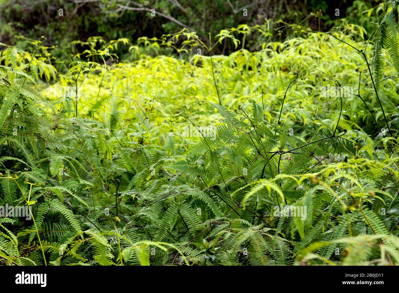 Old world forkedfern, Dicranopteris linearis, Kauai, Hawaii, USA Stock ...