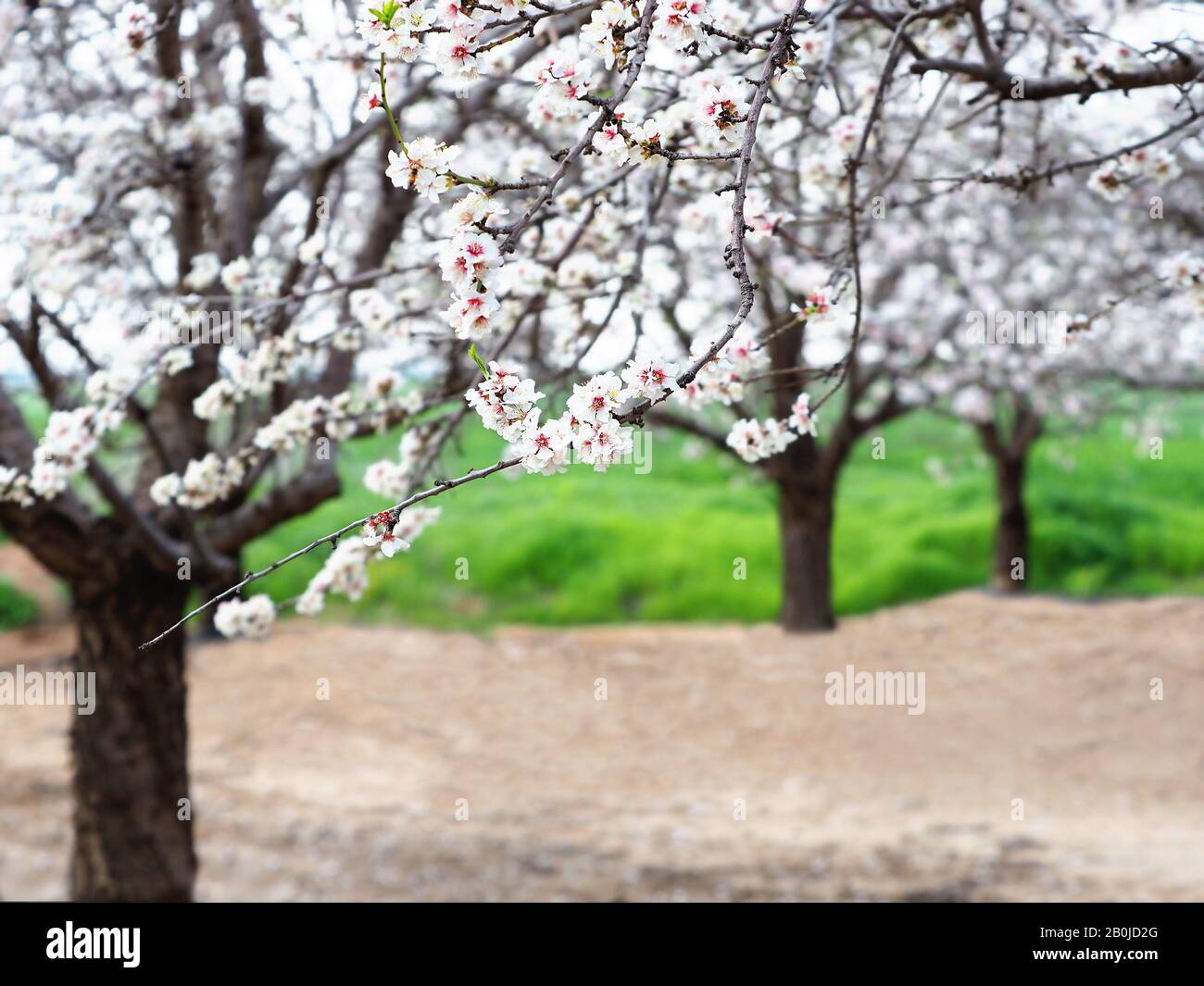Flowering almond branches on a blurred background of trees and green ...