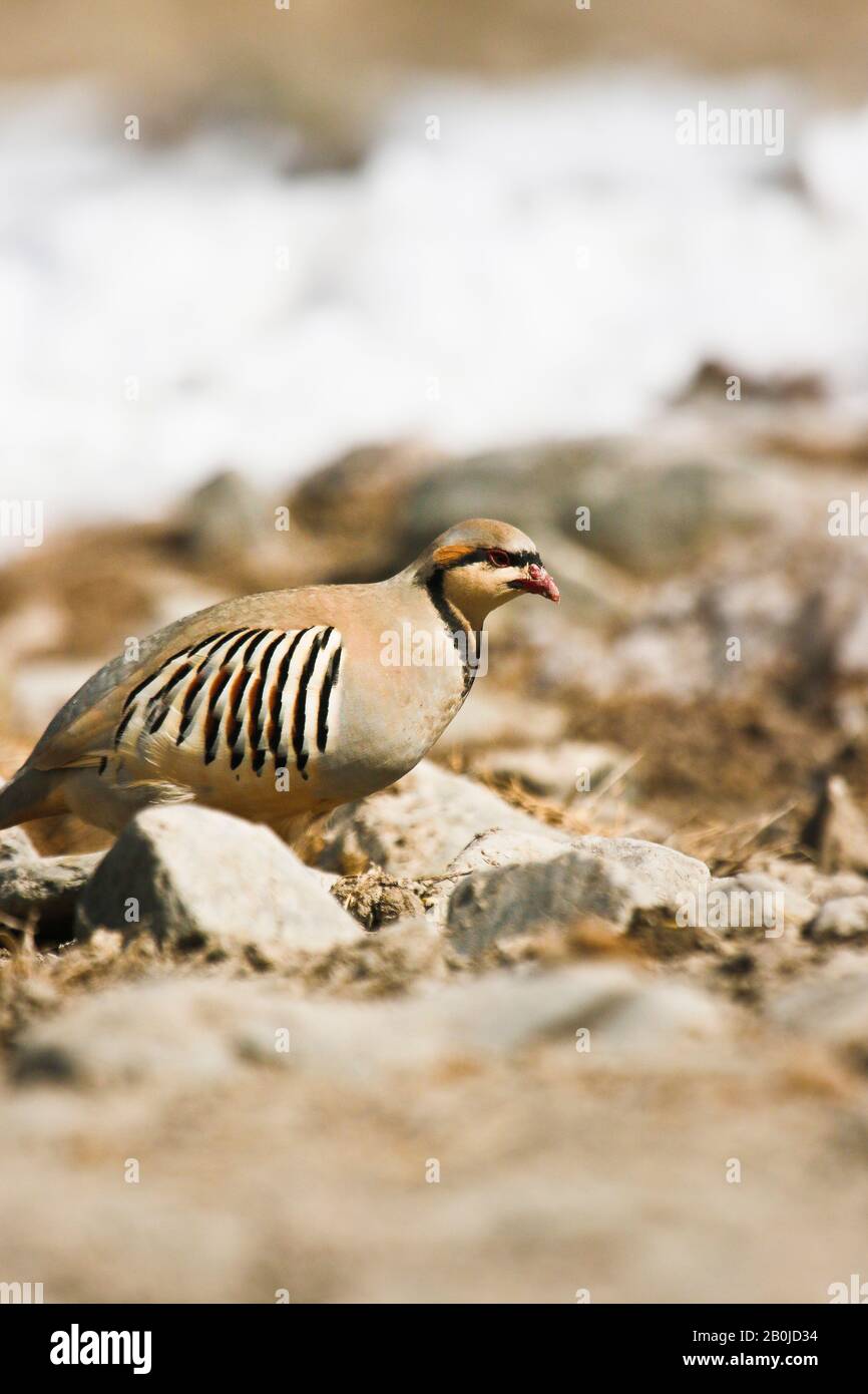 The chukar partridge (Alectoris chukar) in snow at Rumbak valley.Hemis ...