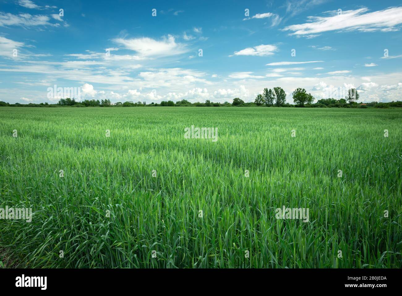 Green barley field and blue sky, spring rural view Stock Photo - Alamy