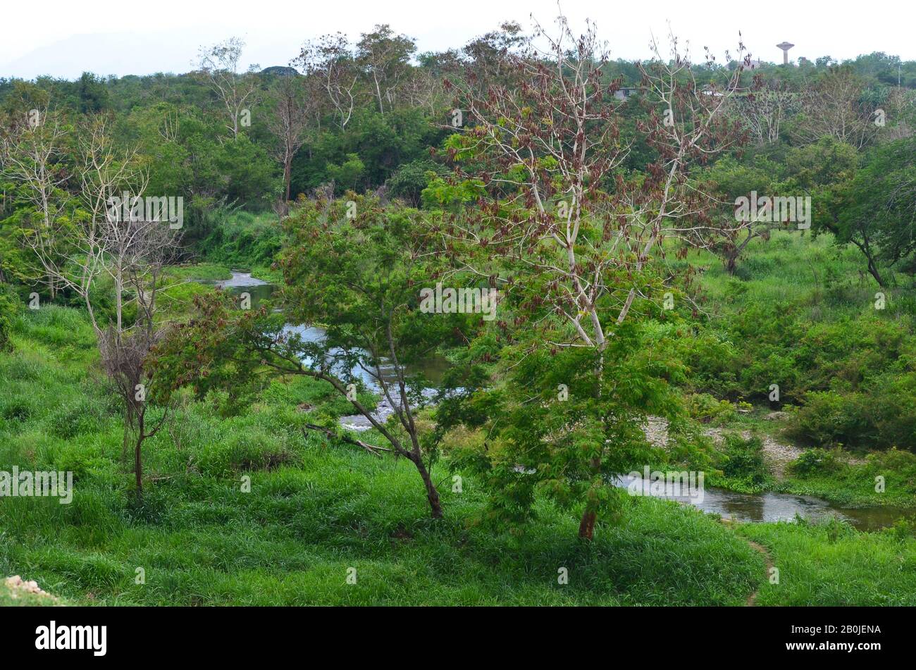 Cuban Lily High Resolution Stock Photography and Images - Alamy