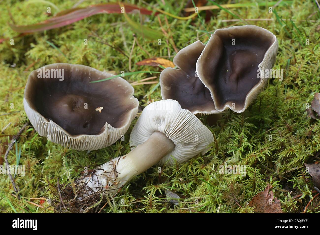 Rhodocollybia butyracea, known as butter cap, wild mushroom from ...
