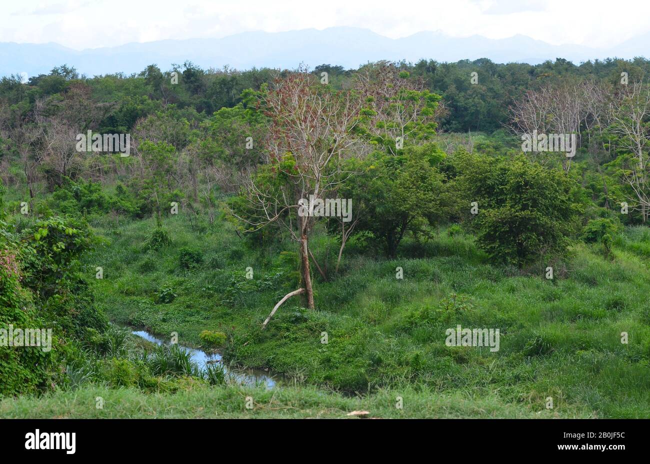 Cuban Lily High Resolution Stock Photography and Images - Alamy