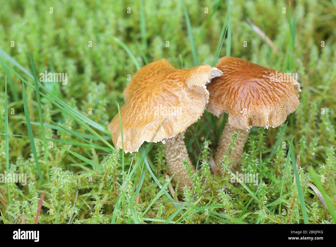 Cystoderma amianthinum var. rugosoreticulatum, commonly called the ...