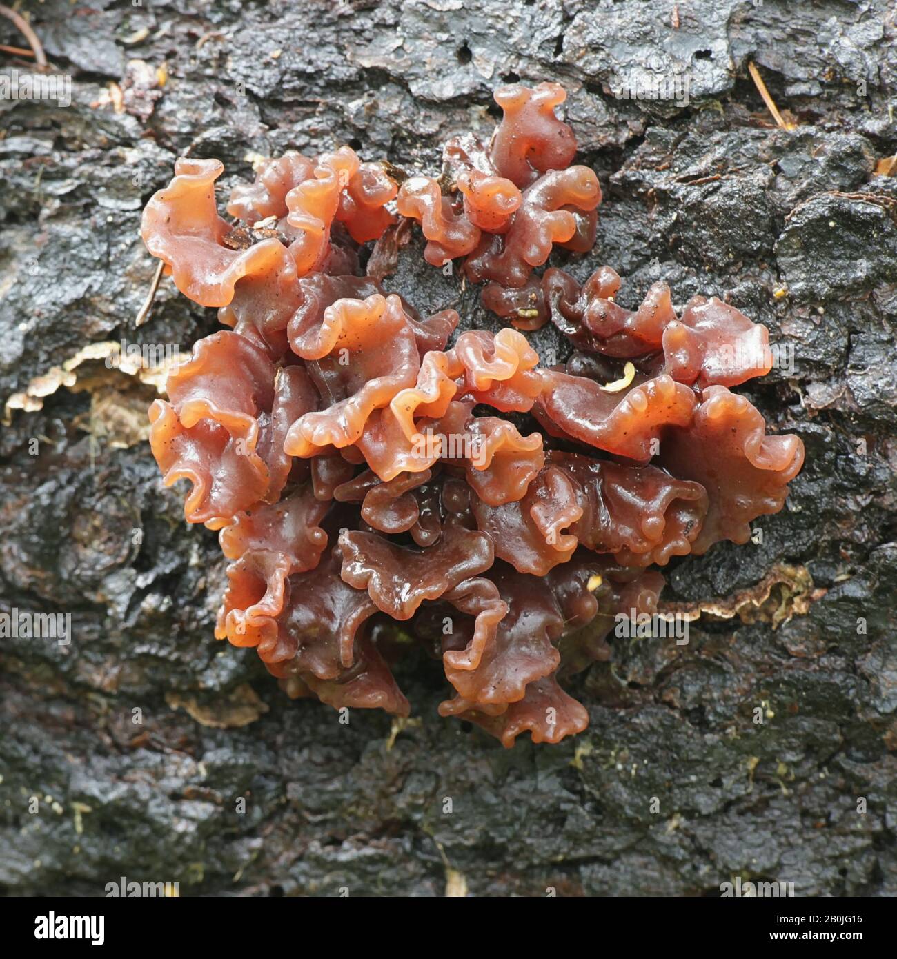 Leafy brain fungus hi-res stock photography and images - Alamy