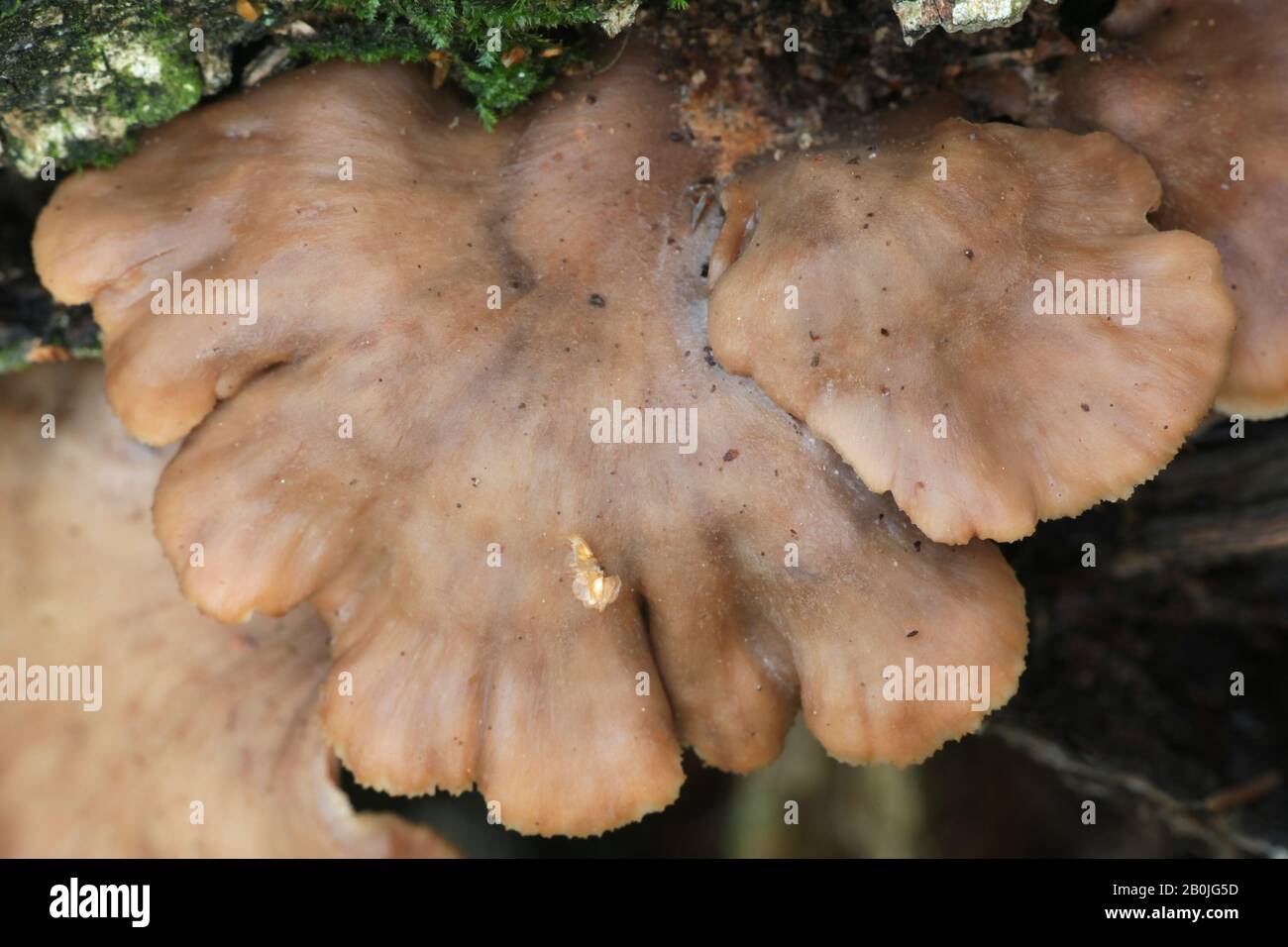 Lentinellus ursinus, commonly called the Bear Lentinus, wild mushroom ...