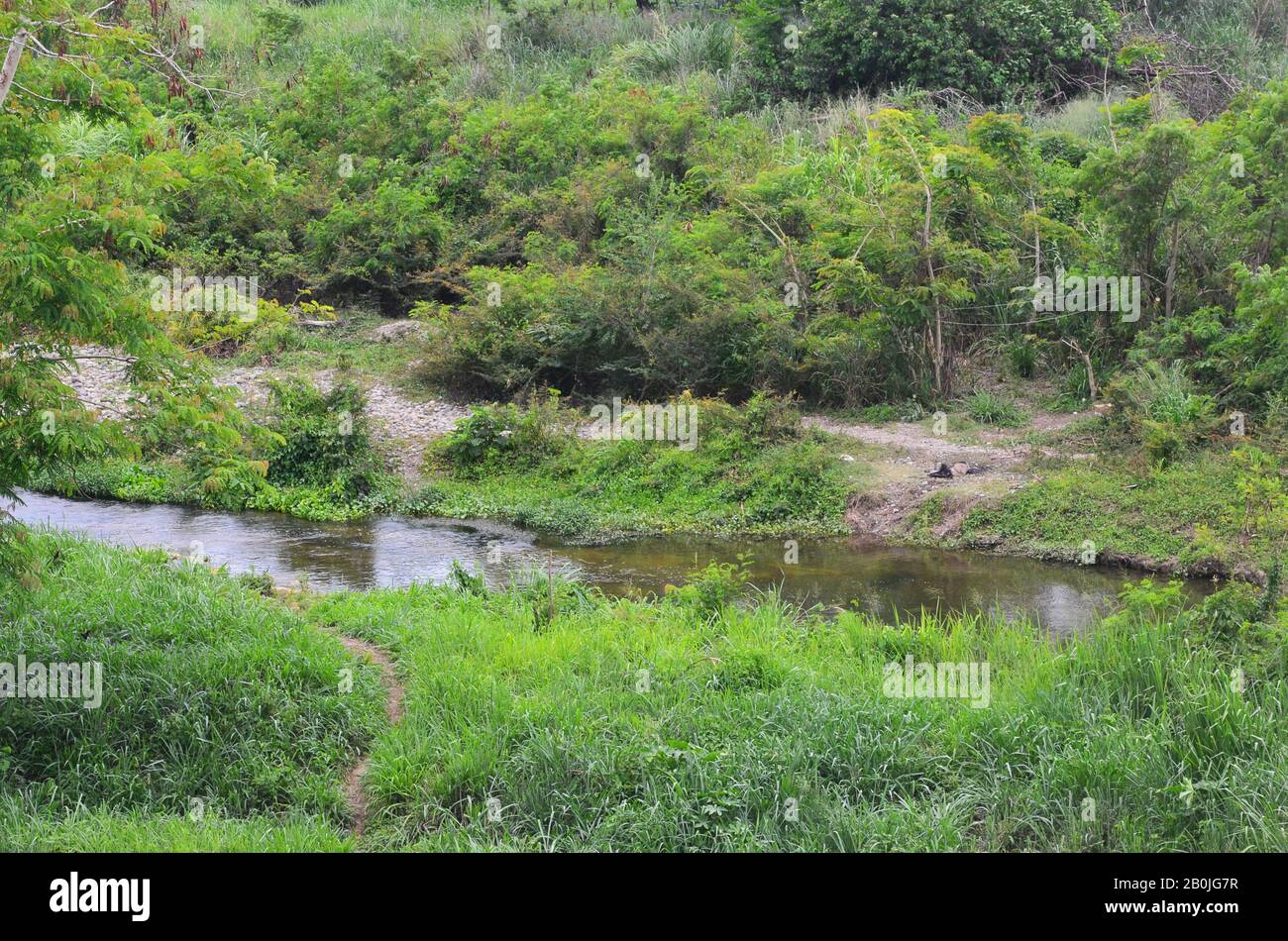 Cuban Lily High Resolution Stock Photography and Images - Alamy