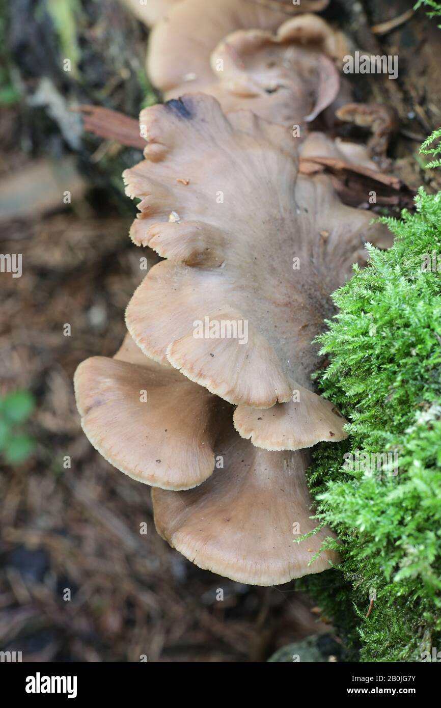 Lentinellus ursinus, commonly called the Bear Lentinus, wild mushroom ...