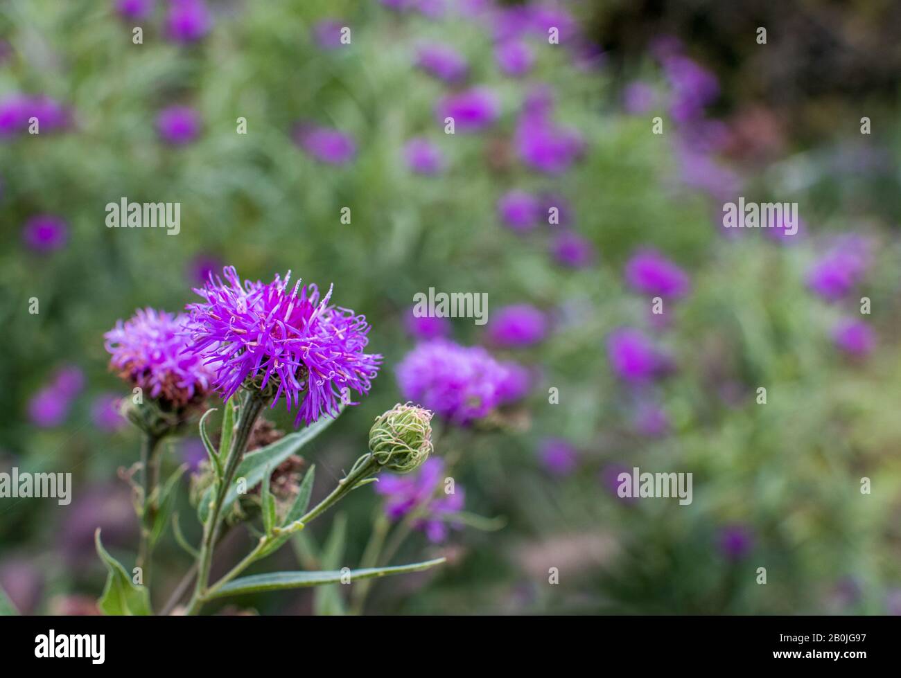 Michigan native wild flower hi-res stock photography and images - Alamy