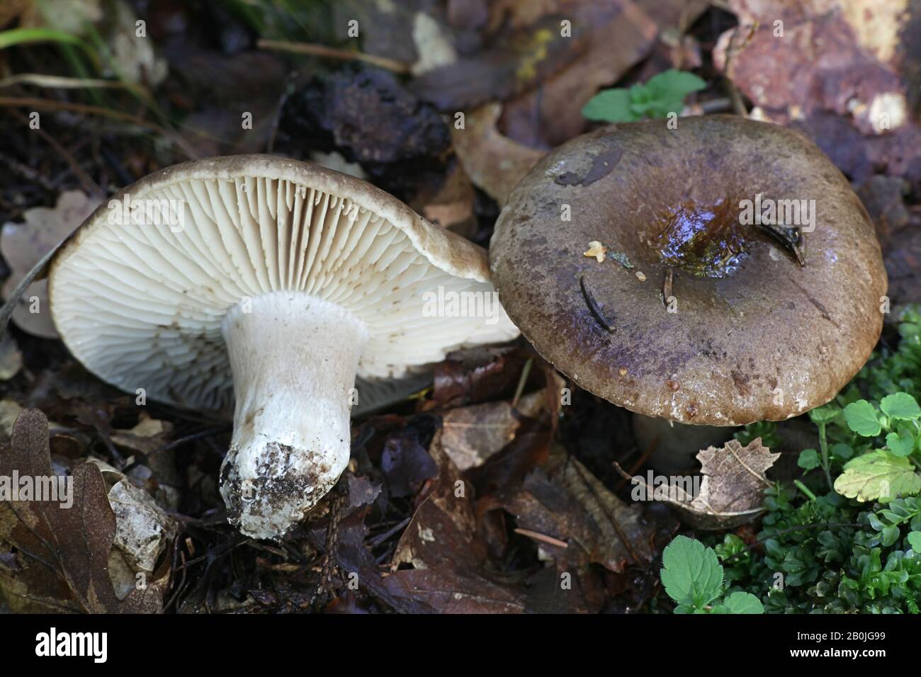 Russula nigricans, commonly known as the blackening brittlegill or ...
